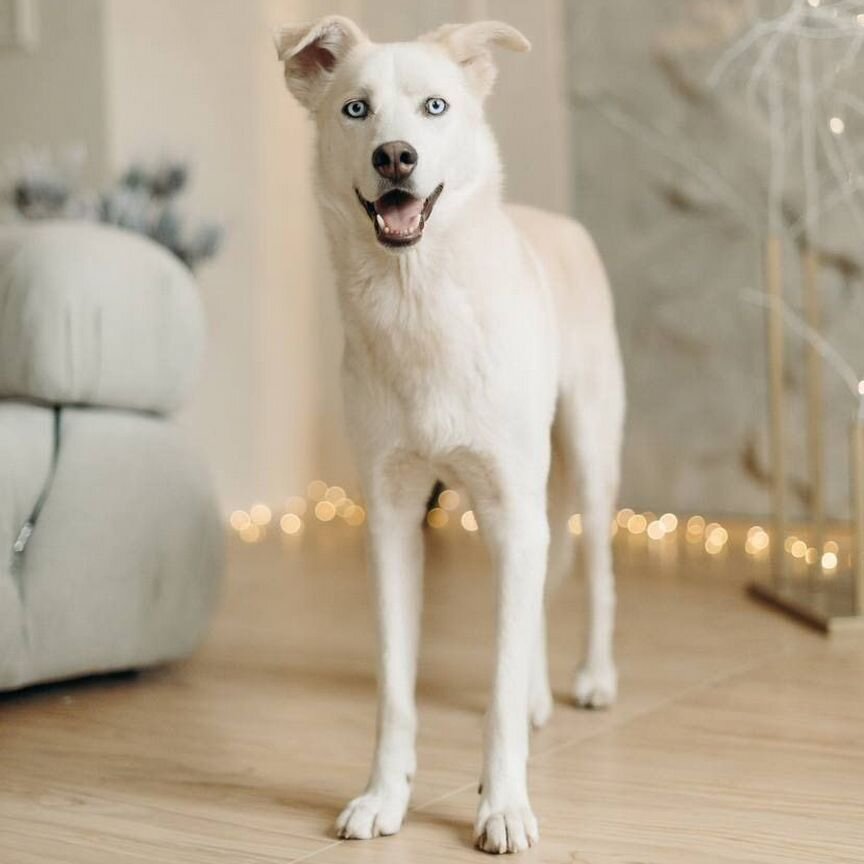 Взрослый пёс в добрые руки