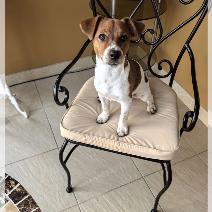 Джек-рассел-терьер, взрослый пёс