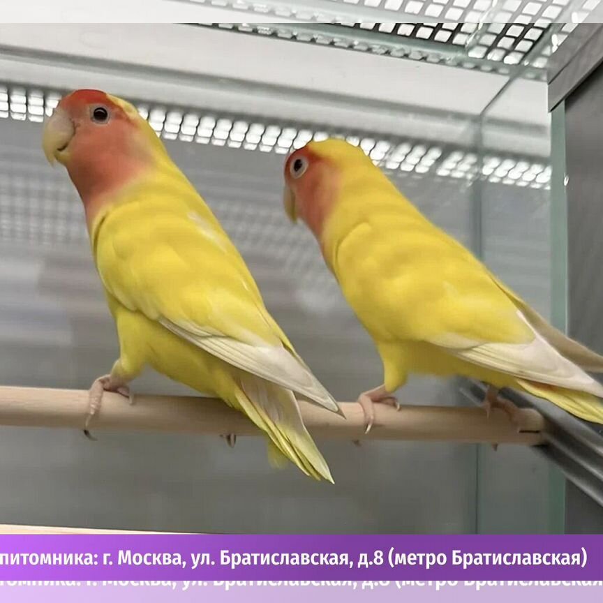 Попугай Неразлучник