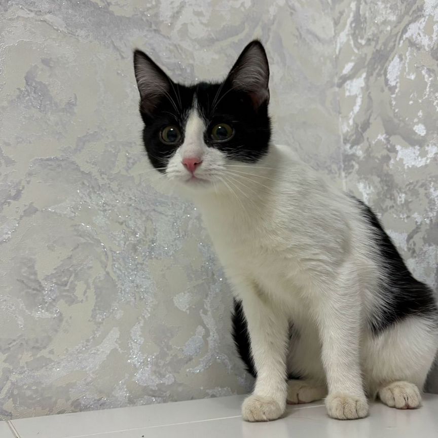 Котенок девочка