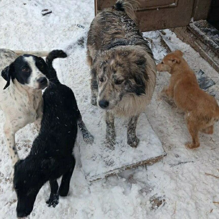 Австралийская овчарка, взрослый пёс