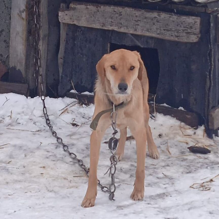 Русская гончая, взрослая собака