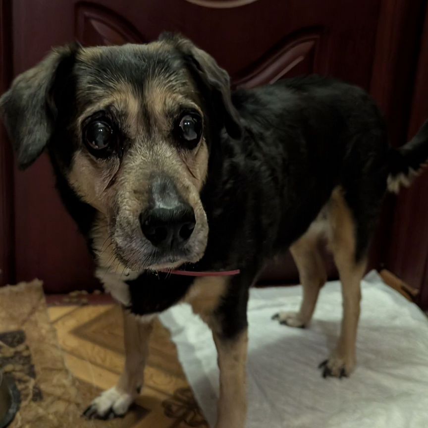 Взрослая собака в добрые руки