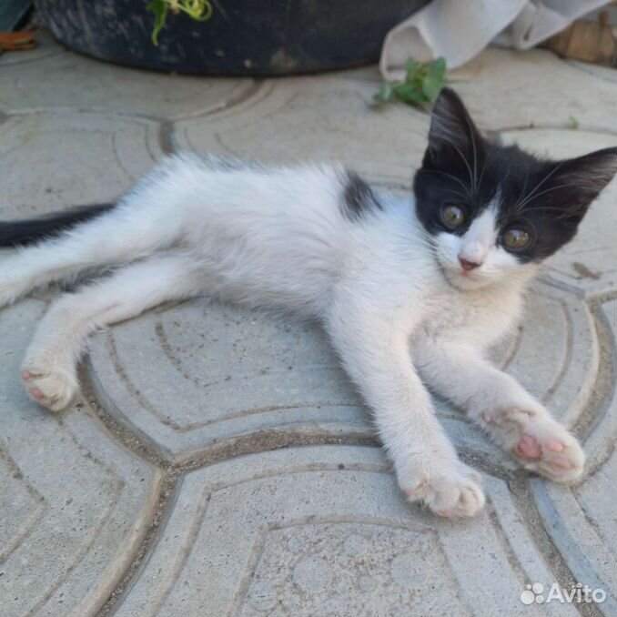 Котята бесплатно Разные, бойкие игривые мурлыки