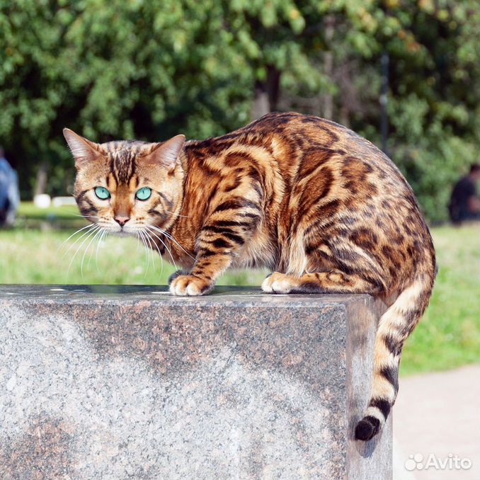 Породистые бенгальские котята