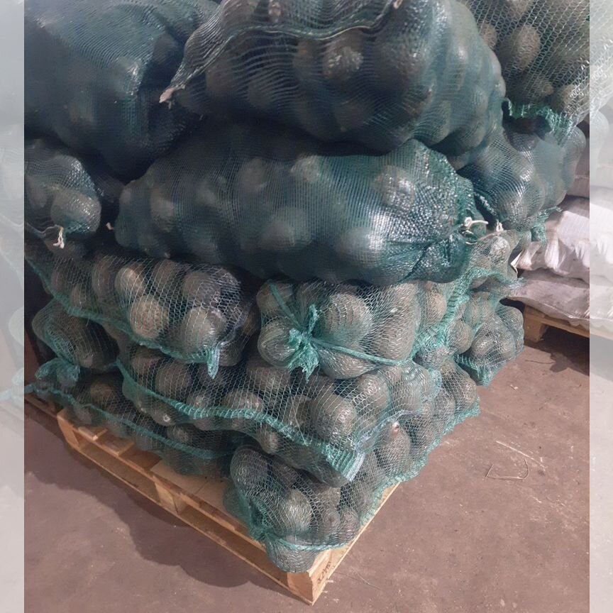 Свекла кормовая