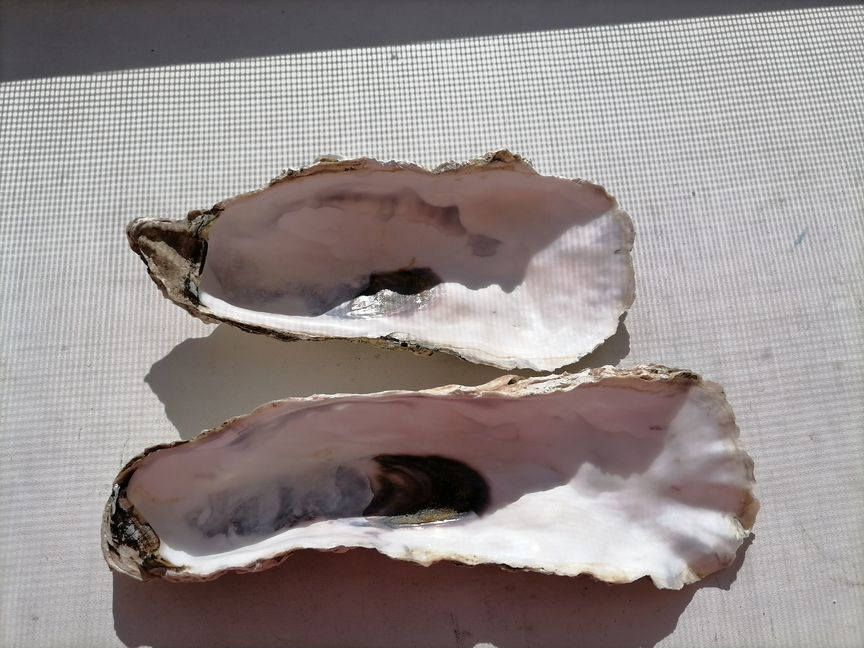 Морские ракушки раковины