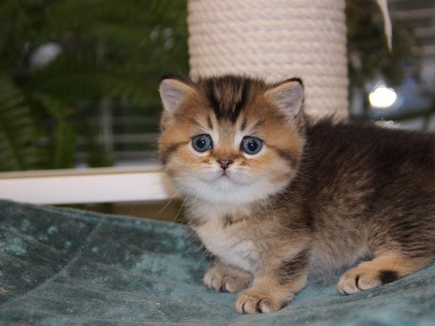 Котик манчкин(скоттиш-килт)