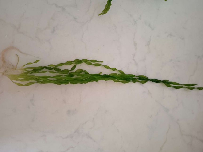 Аквариумные растения