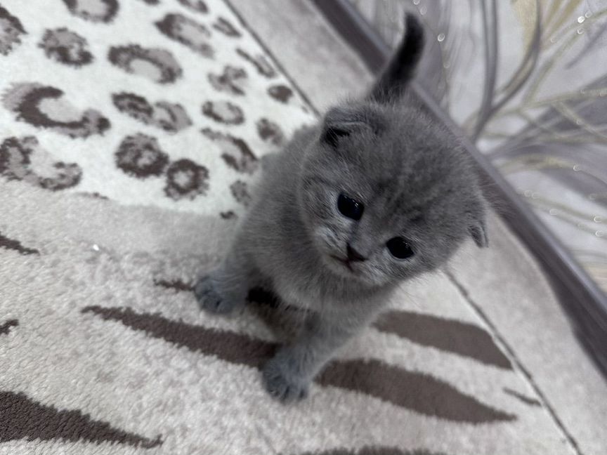 Шотландские котята