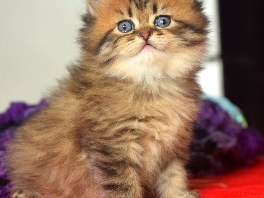 Шикарный шотландский мальчик Хайленд-страйт