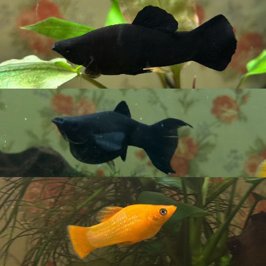 Для аквариума