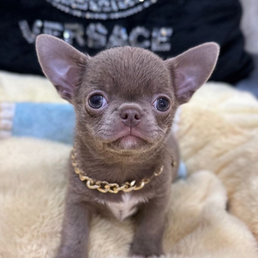 Чихуахуа лиловый мальчик