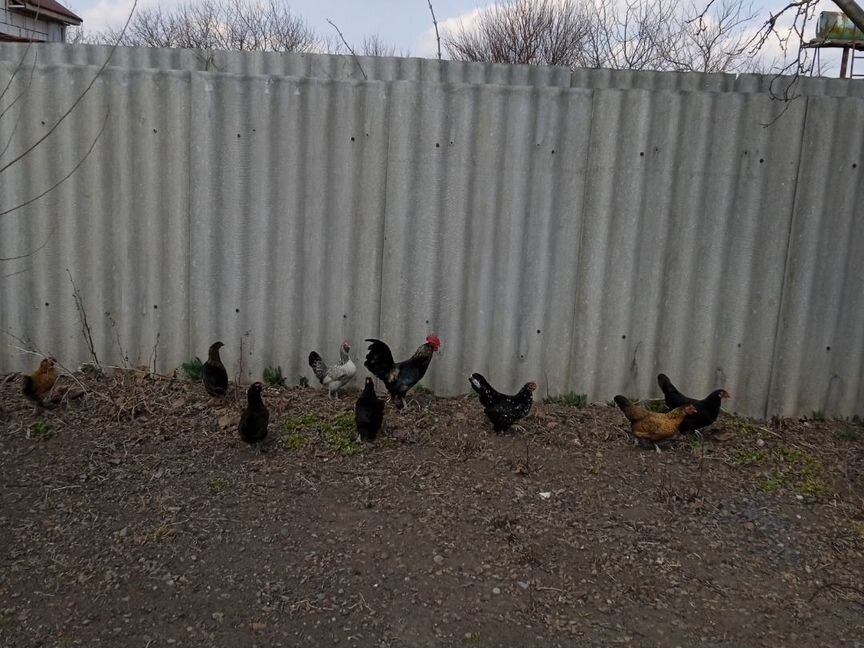 Куры несушки Тампино