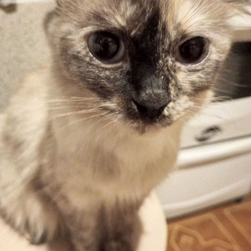 Кошка