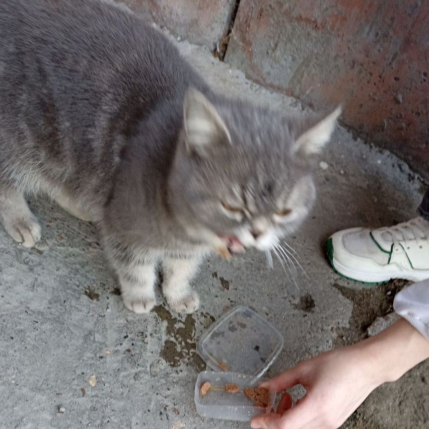 Кошка