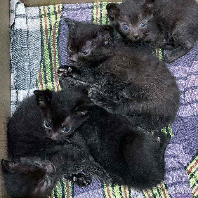 Котята в добрые руки открыта бронь