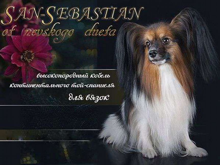 Папийон вязка