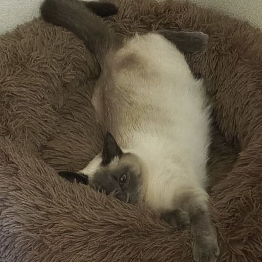 Лежанка для кошек, маленьких собак