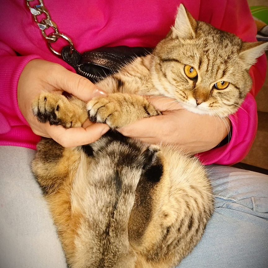 Отдам котенка в добрые руки