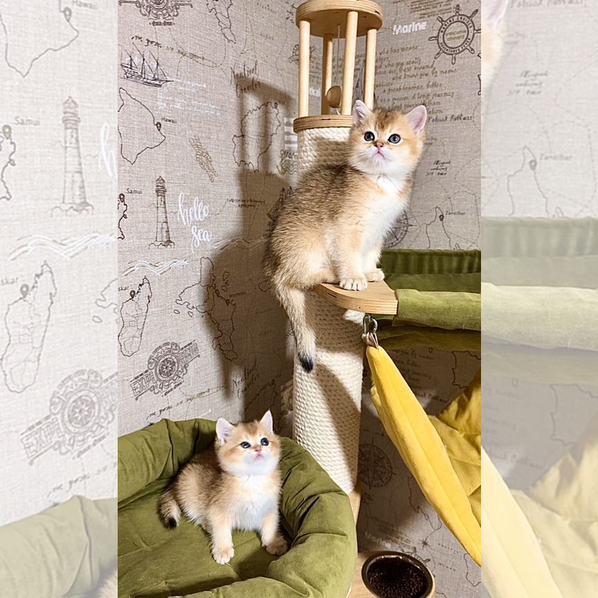 Британский короткошёрстный котёнок