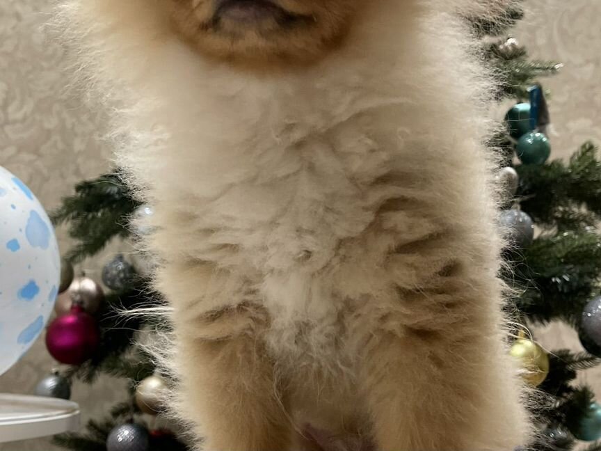 Померанский шпиц тип мишка