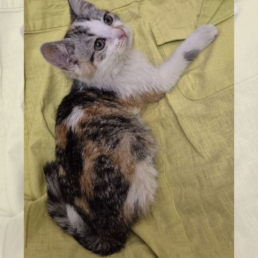 Котёнок в добрые руки