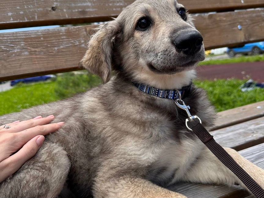 Щенок в добрые руки