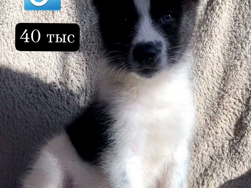 Волкособ редкого окраса