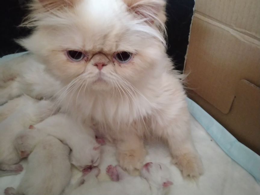 Персидская колор поинт