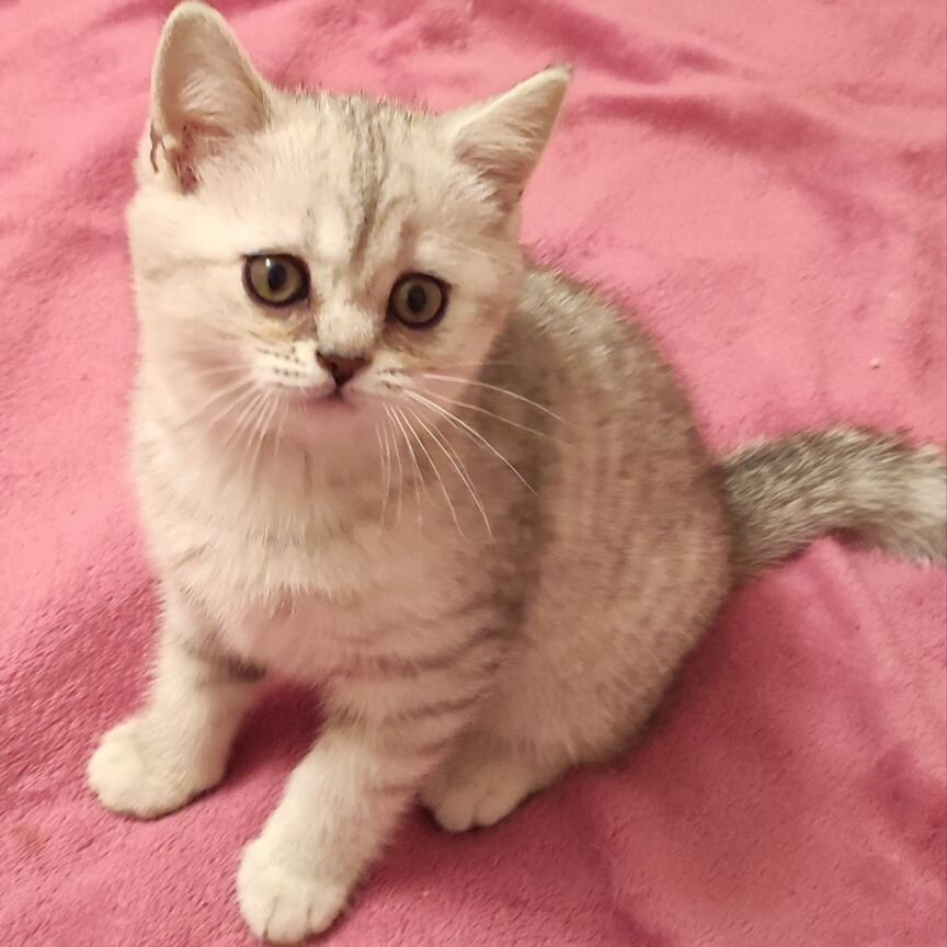 Шотландский прямоухий короткошёрстный котёнок