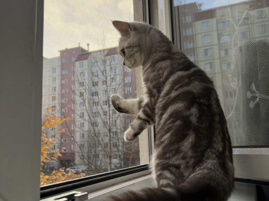 Кошка