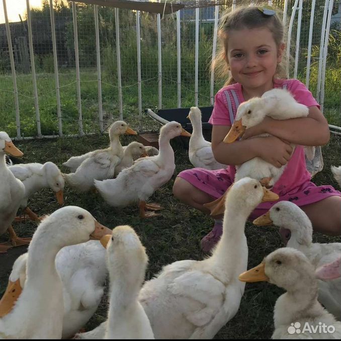 Мускусные утки селезни индоутки разного возраста