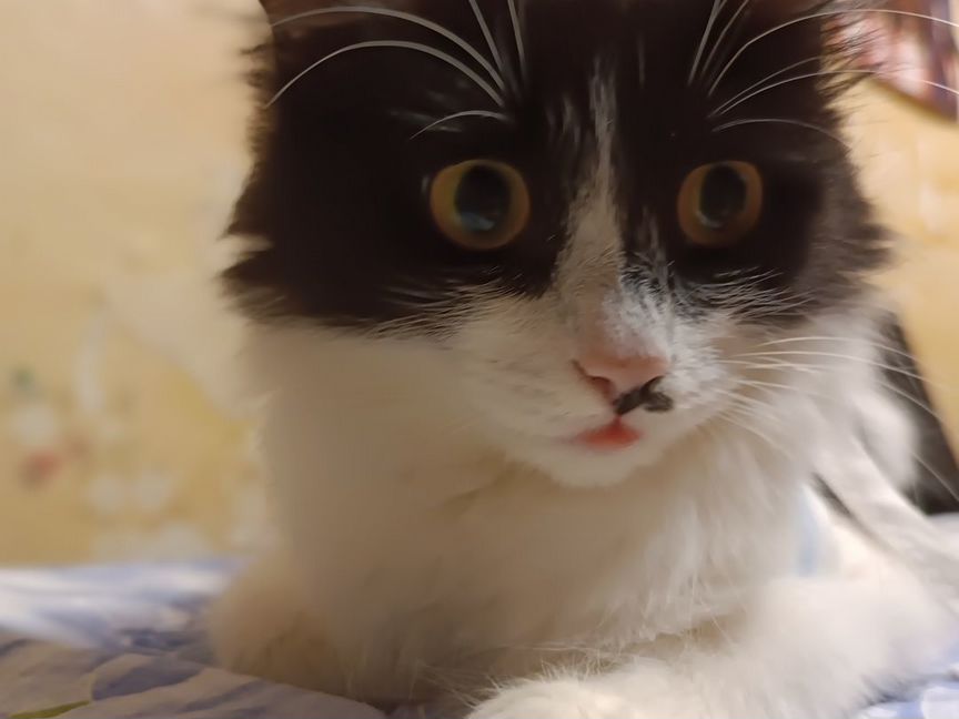 Кошка бесплатно