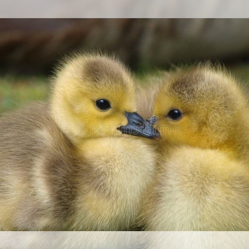 Гусята Серый крупный, Линда оптом