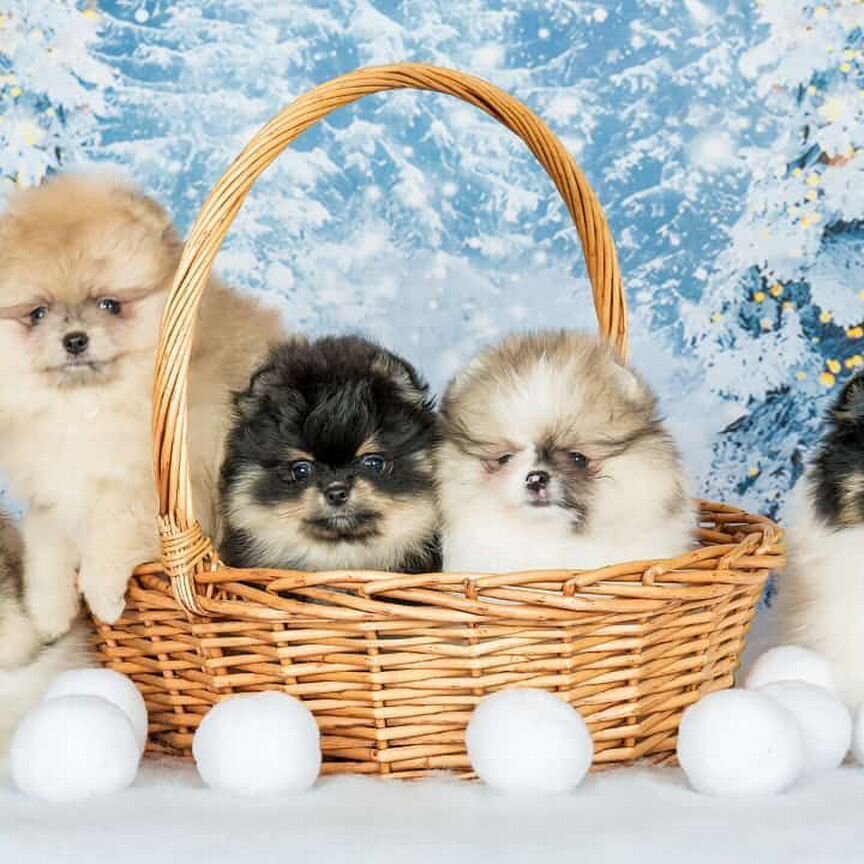 Щенки шпица