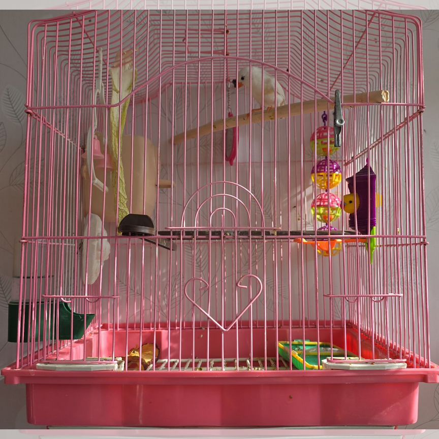 Птицы амадины