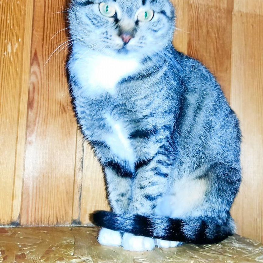 Кошечка ласковая стерильна грозит улица