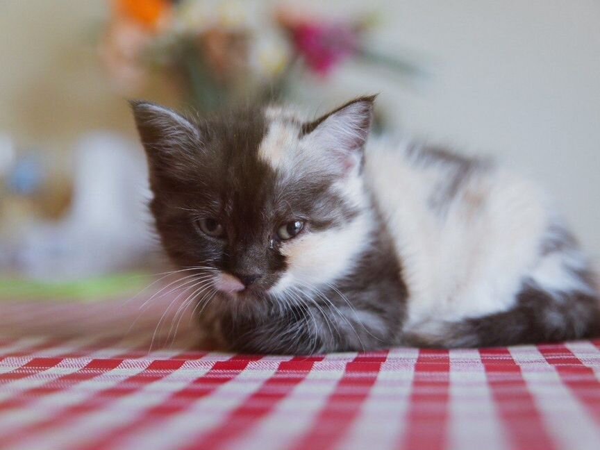 Кошечка 2 месяца (от скоттиш страйт)