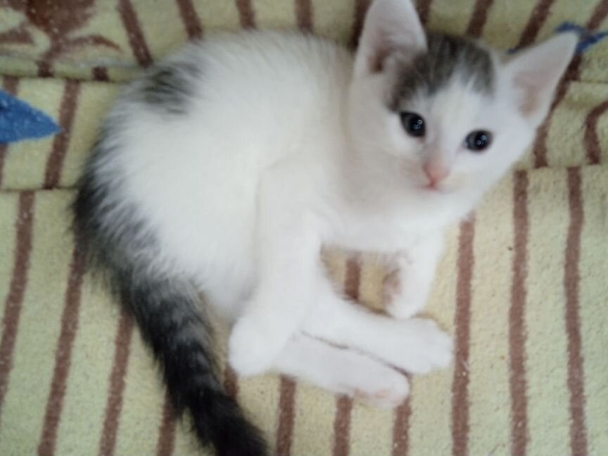 Маленькие котята девочки