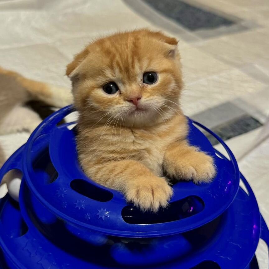 Шотландский котенок