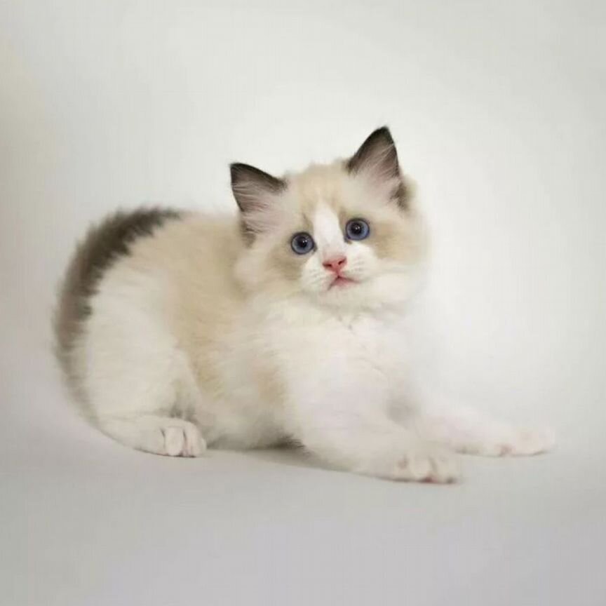 Котята регдолл