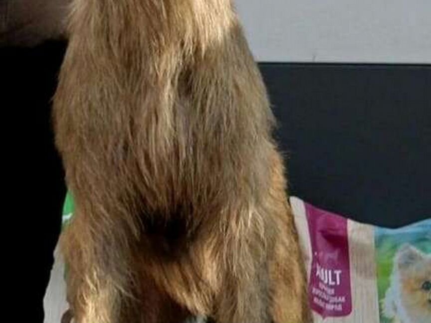 Ирландский волкодав