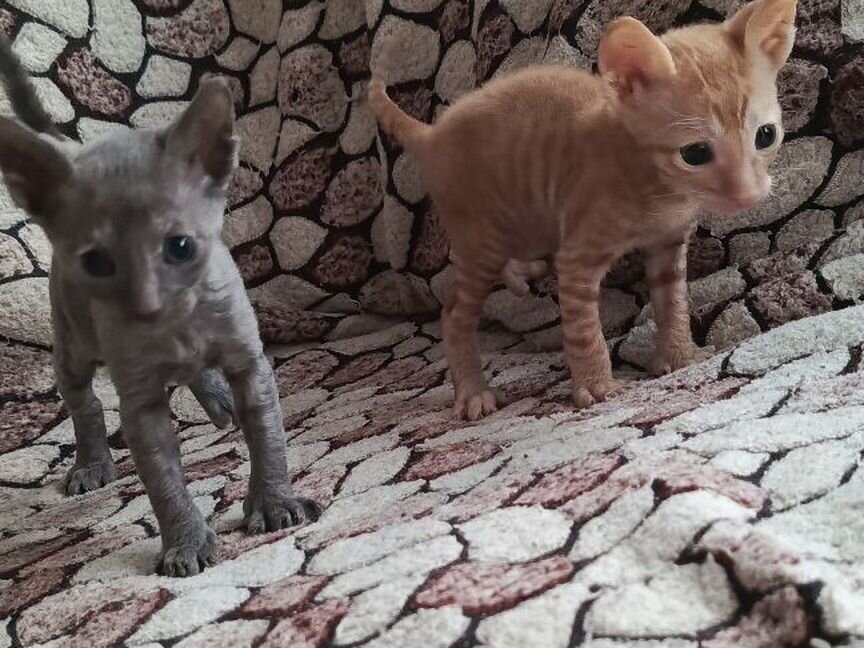 Малыши корниш рекса