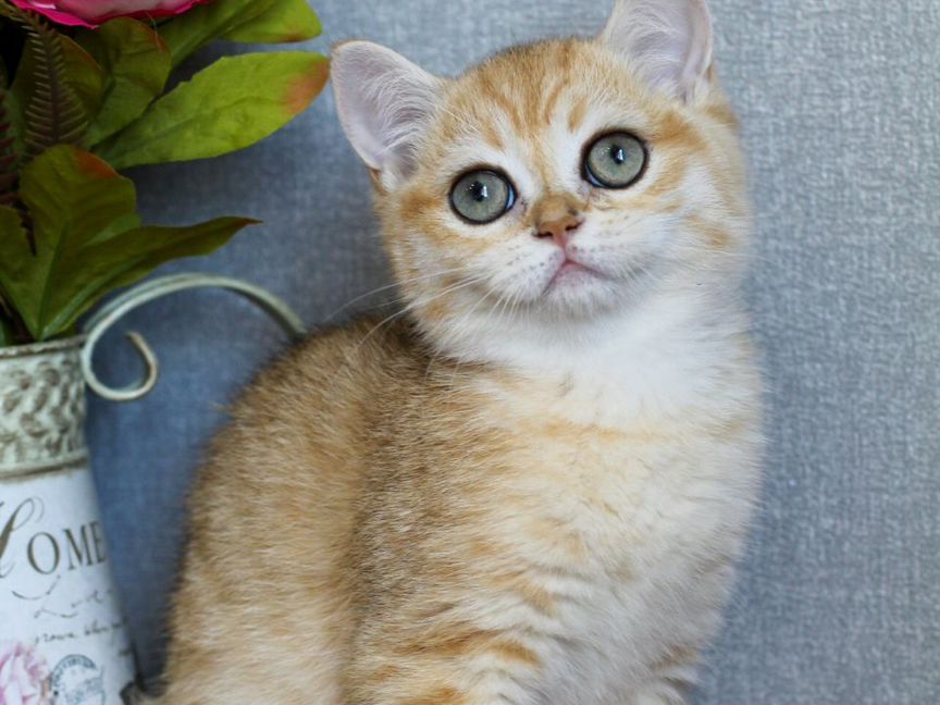 Золотая шиншилла котик