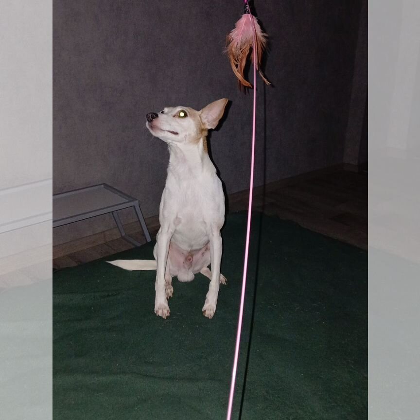 Фокстерьер, взрослая собака