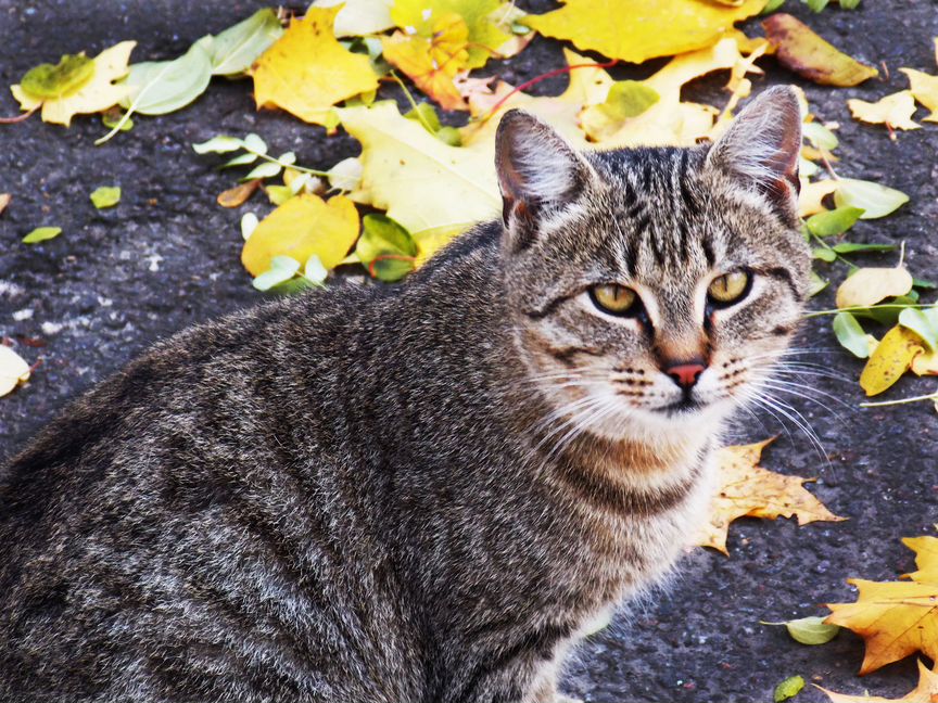Ласковый котик