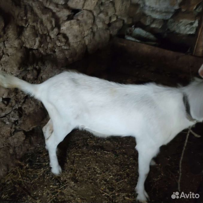Козленок