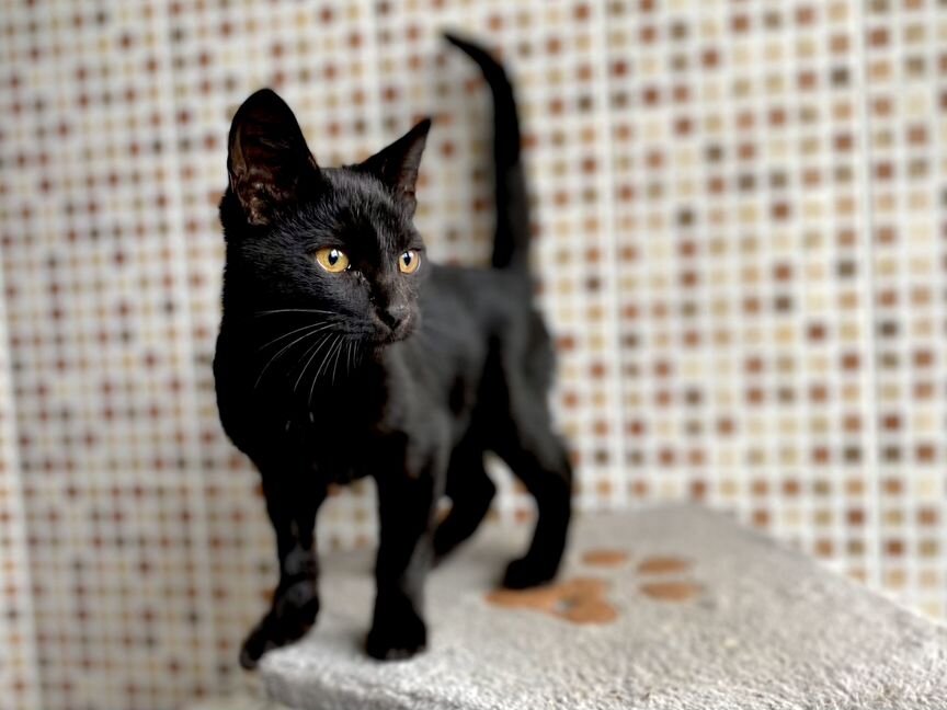 Котёнок в добрые руки