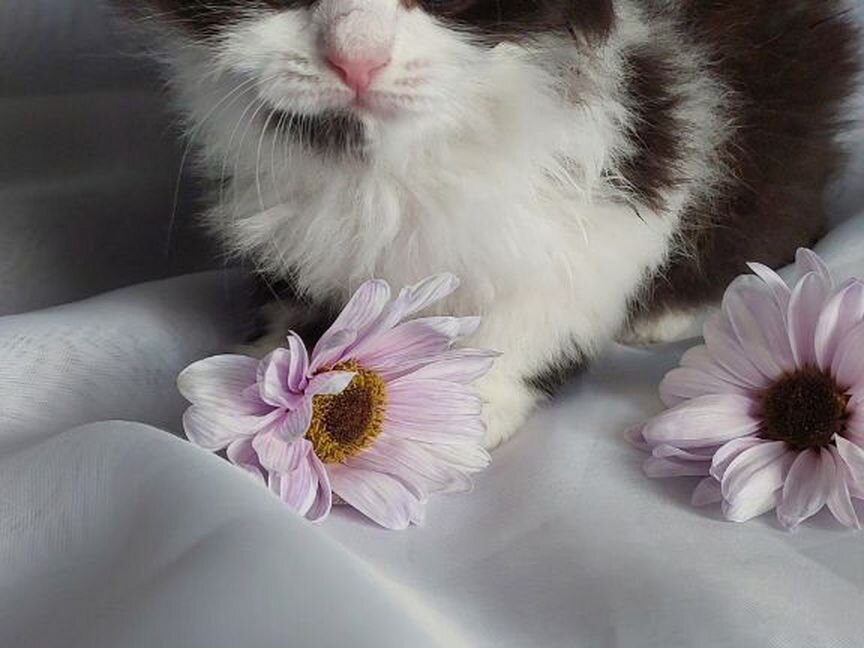 Четвероногие друзья ищут дом